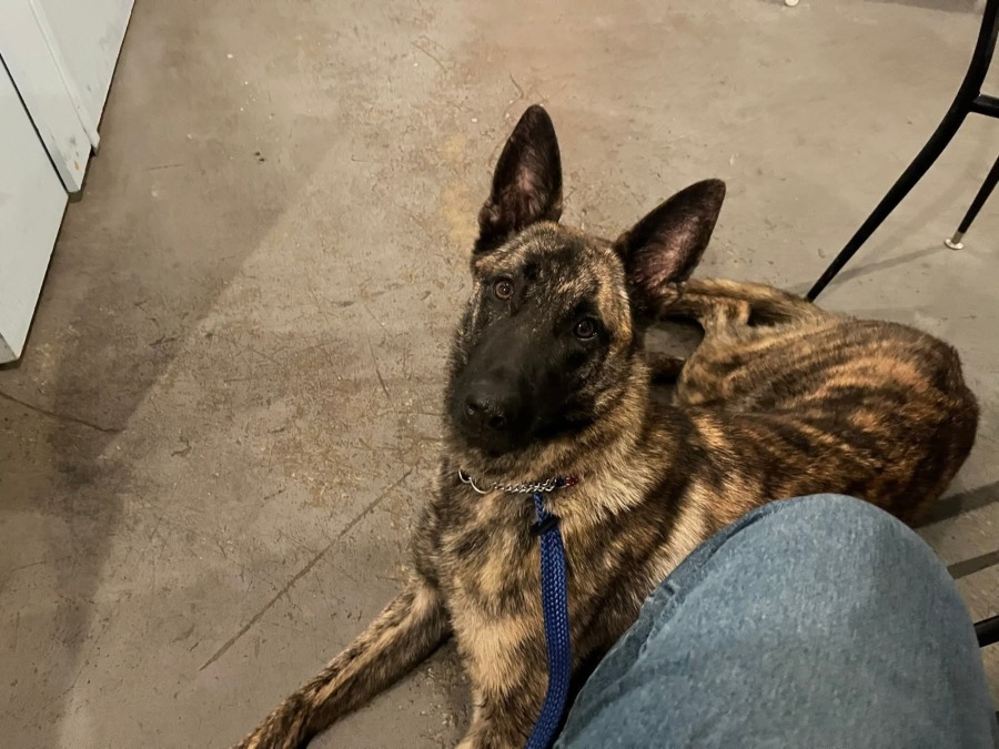 Jade - Medium Female Dutch Shepherd Dog in VIC - PetRescue