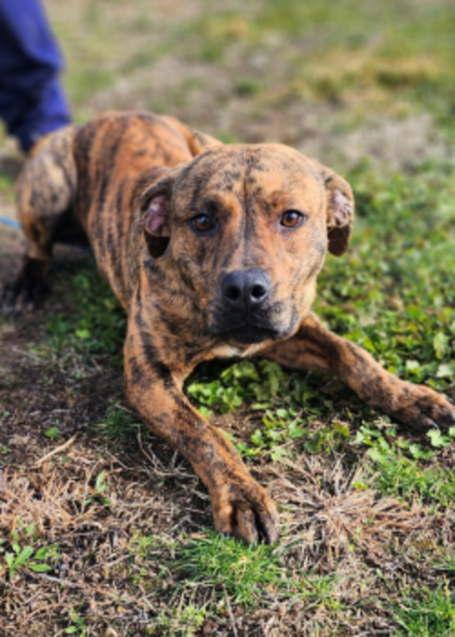 Sasha - Medium Female Staffordshire Bull Terrier Mix Dog in NSW - PetRescue