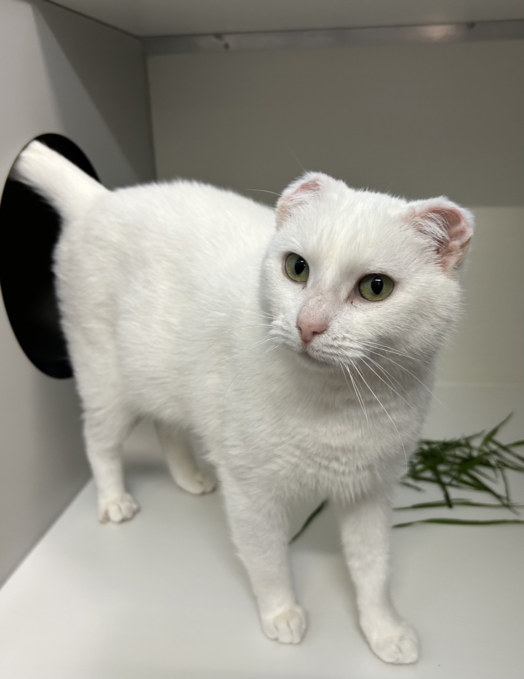 Pebbles - Female Domestic Short Hair Cat in VIC - PetRescue