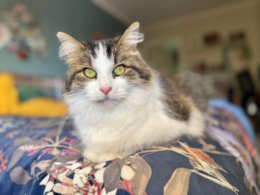 Patty! - Female Domestic Medium Hair (DMH) Cat in VIC - PetRescue