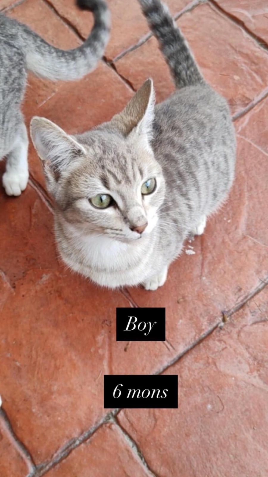 Fenrir - Male Domestic Short Hair (DSH) Cat in NSW - PetRescue