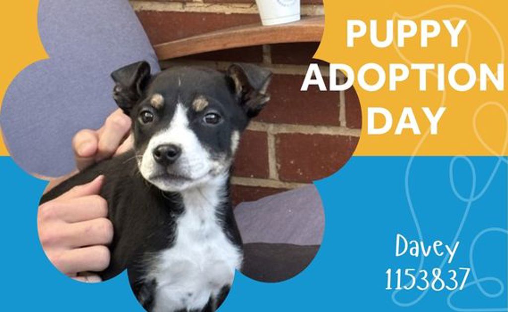 Davey - Medium Male Kelpie Mix Dog in VIC - PetRescue