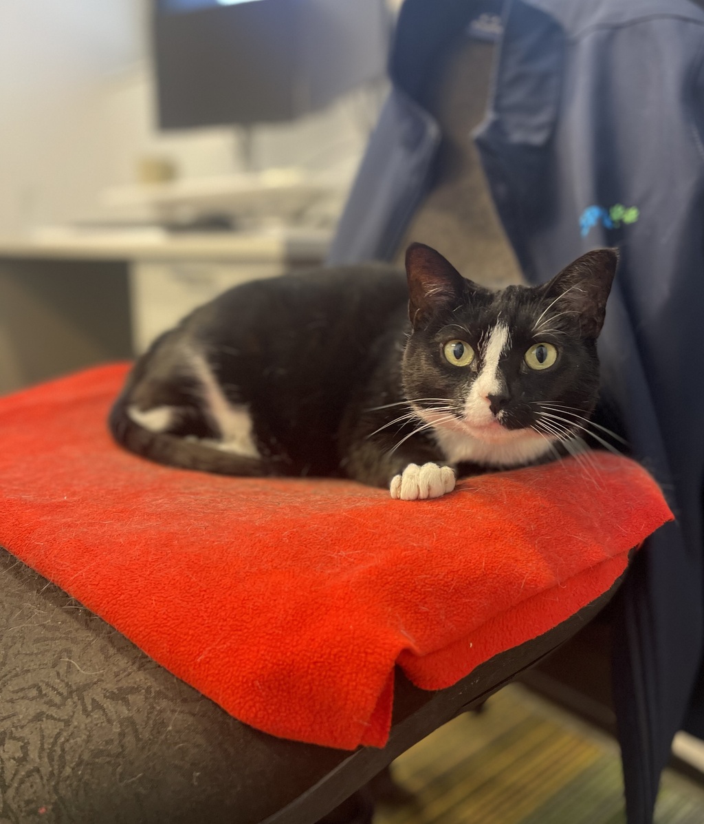 RSPCA Noosa - PetRescue