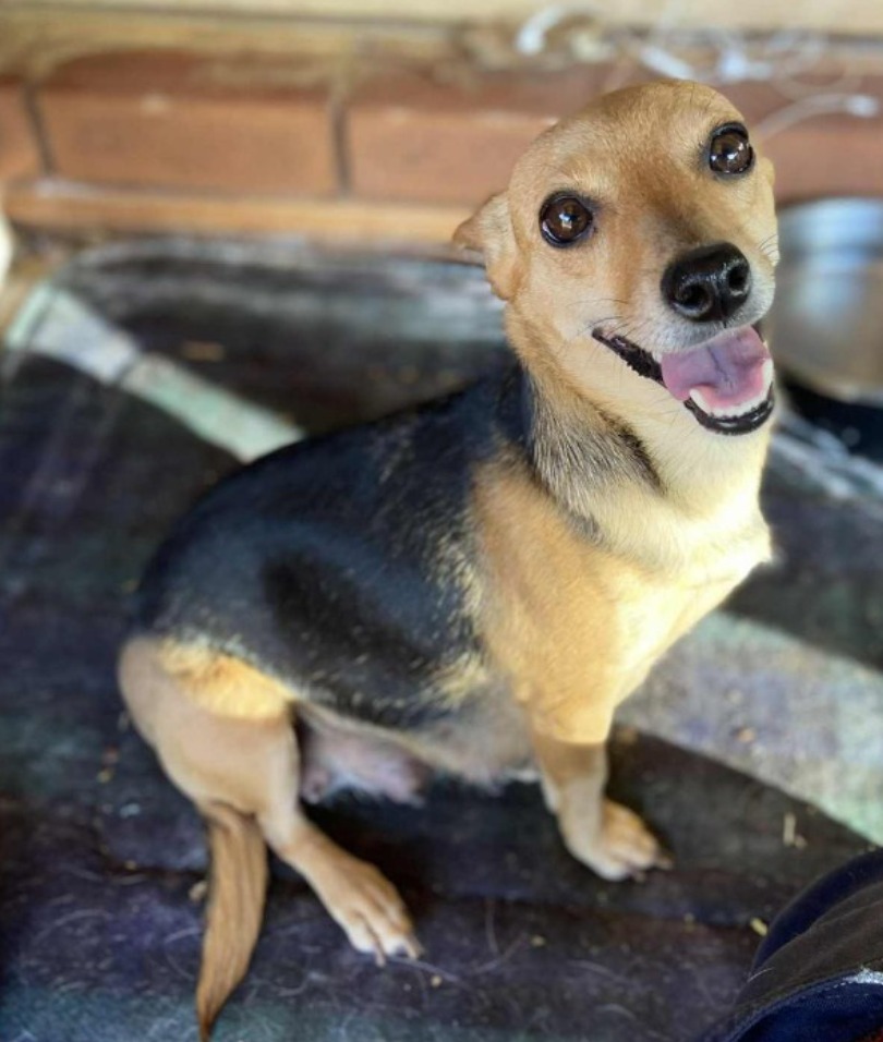 Tilda - Small Female Mixed breed Dog in WA - PetRescue