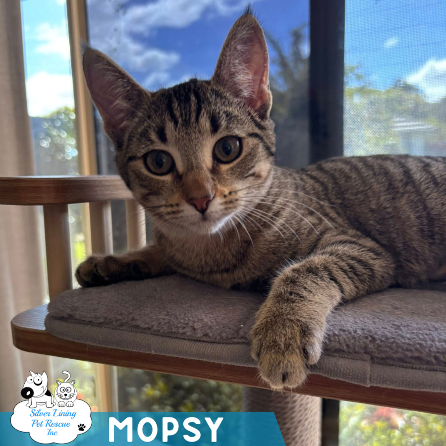 Mopsy - Female Domestic Short Hair (DSH) Cat in QLD - PetRescue