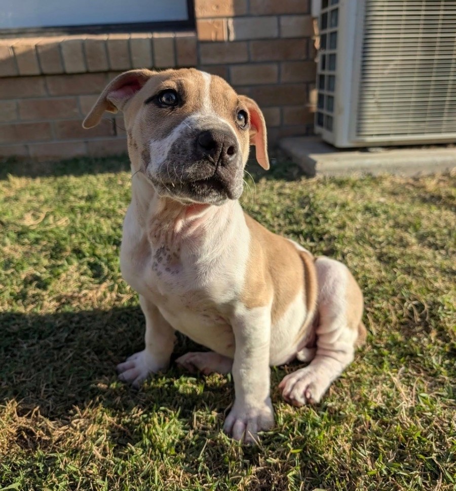Susan - Large Female Bull Arab x Mastiff Dog in QLD - PetRescue
