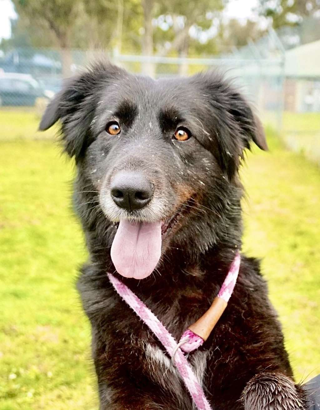Chiky - Large Female German Shepherd x Maremma Sheepdog Mix Dog in VIC ...