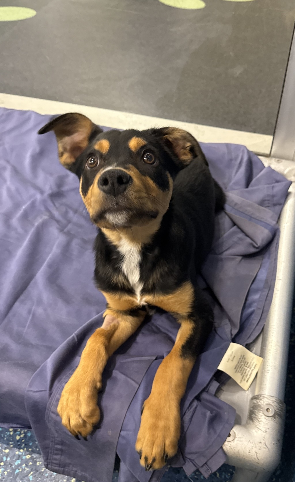 Kovu - Large Male Bull Arab x Kelpie Mix Dog in QLD - PetRescue