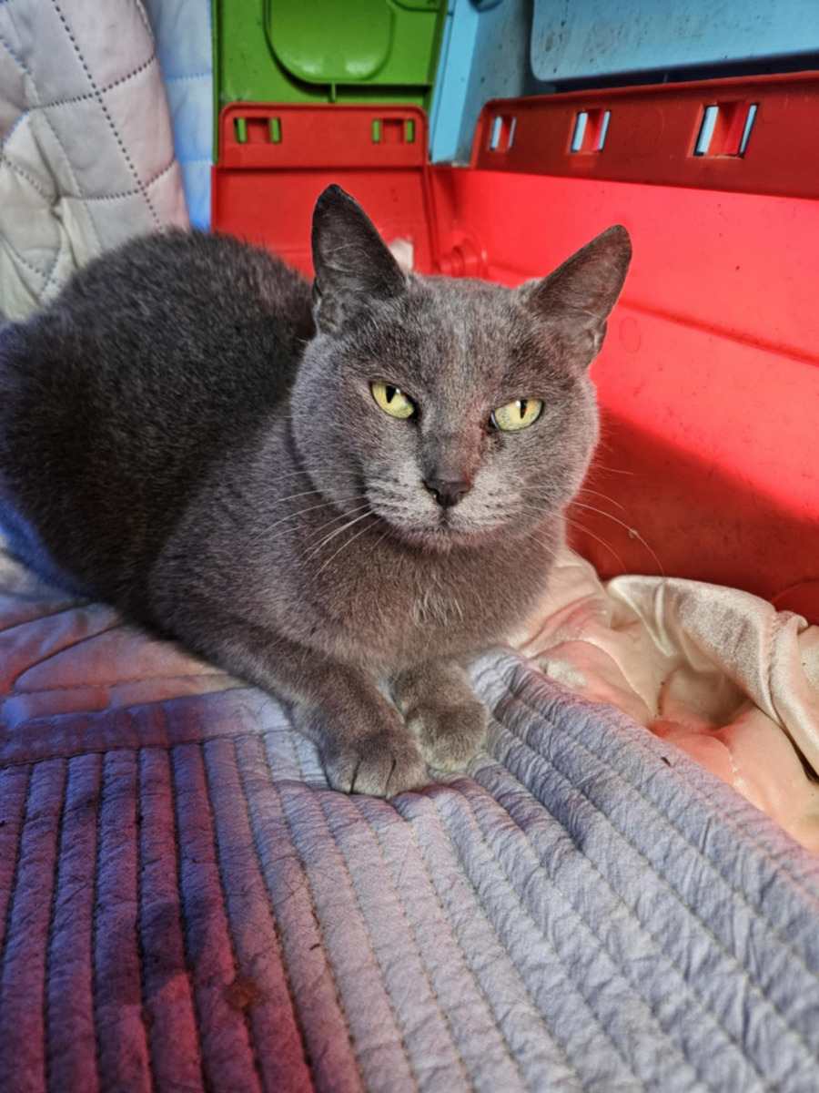 Jesse - Female Korat Cat in QLD - PetRescue