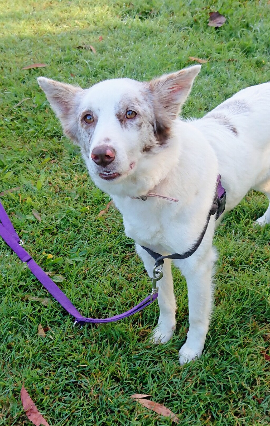 Jessie - Medium Female Australian Koolie Mix Dog in QLD - PetRescue
