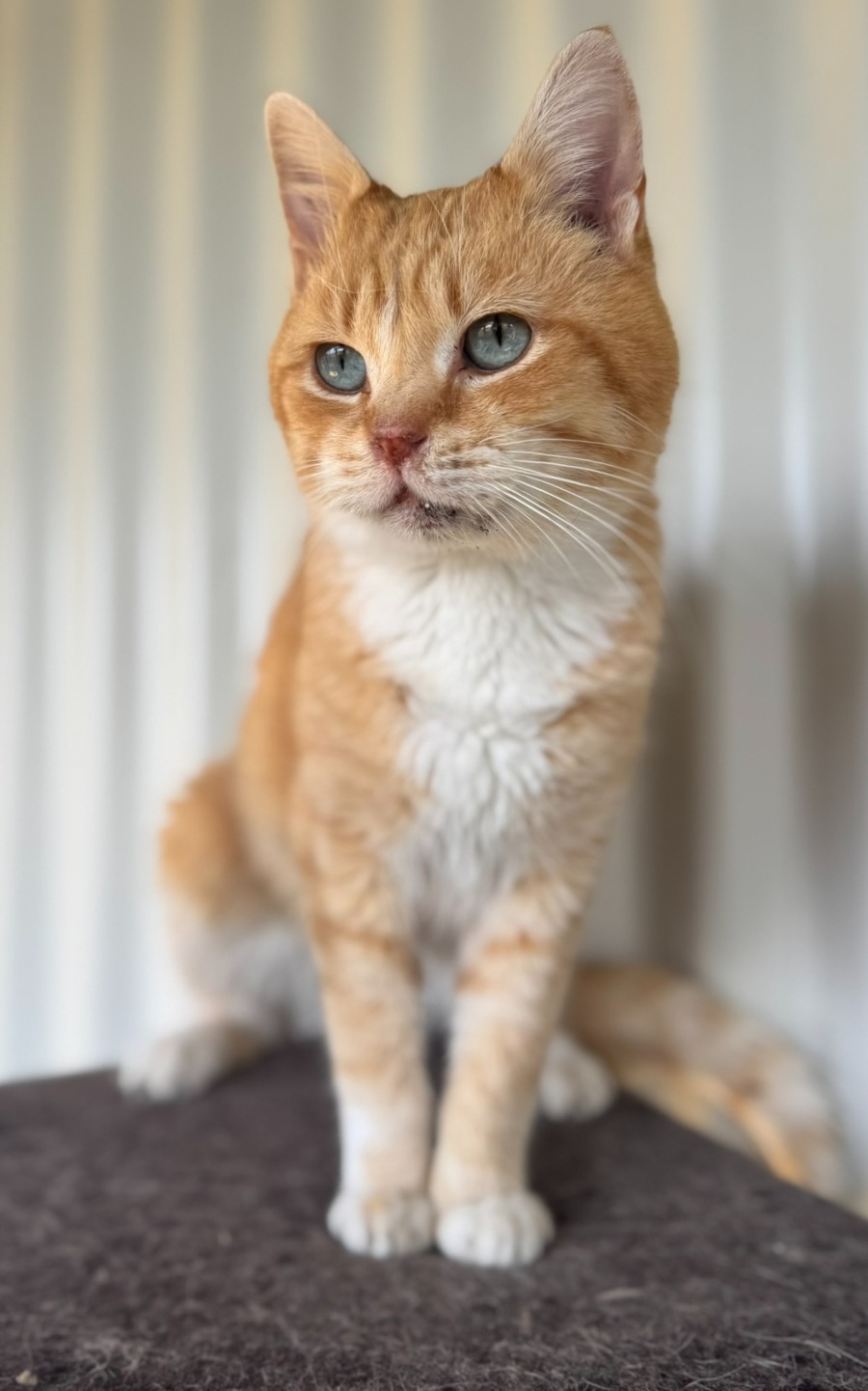 Stu - Male Domestic Short Hair (DSH) Cat in NSW - PetRescue