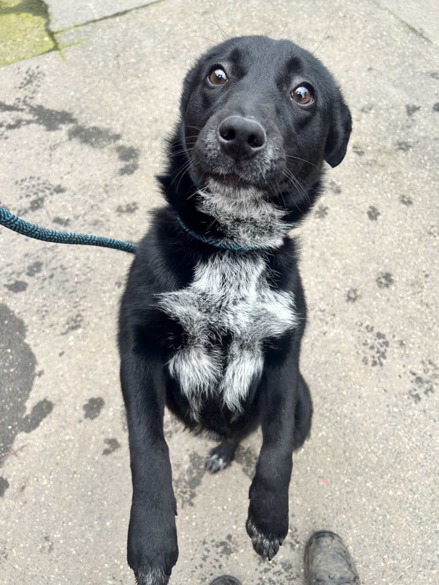 Lexi - Medium Female Australian Kelpie x Siberian Husky Mix Dog in VIC ...
