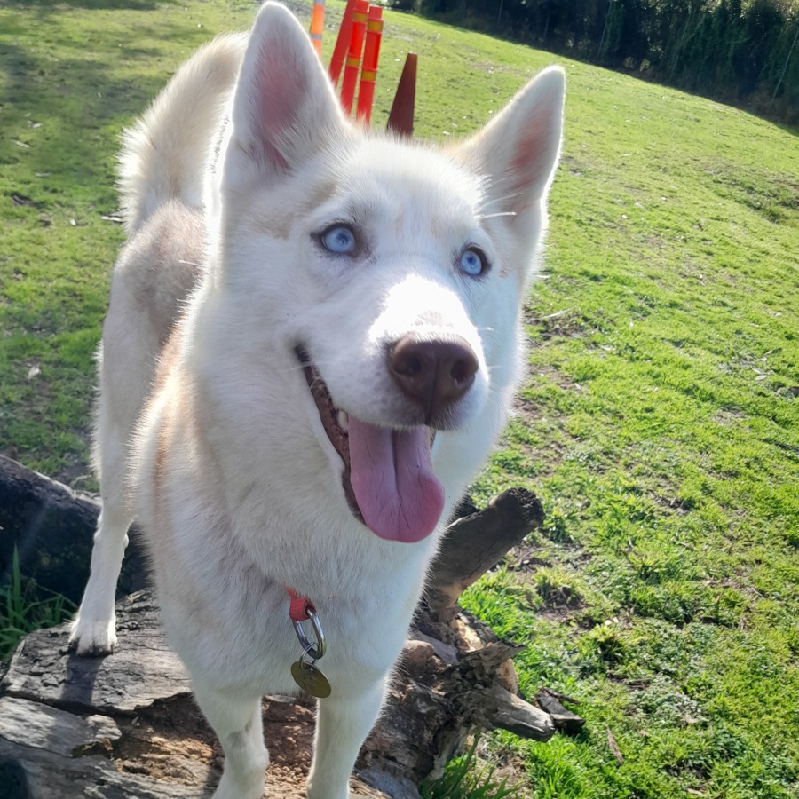 Blue Cross Animals Society - PetRescue