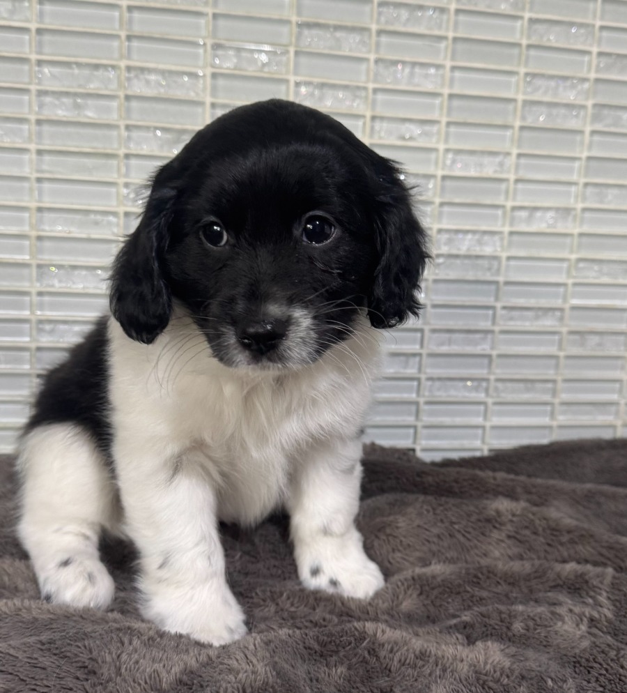 Cookie - Small Male Cocker Spaniel x Pomeranian Mix Dog in QLD - PetRescue