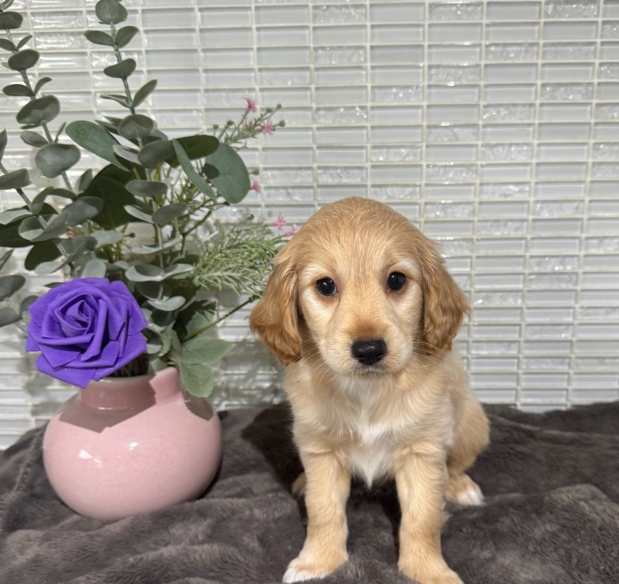 Iced VoVo - Small Female Cocker Spaniel x Pomeranian Mix Dog in QLD ...