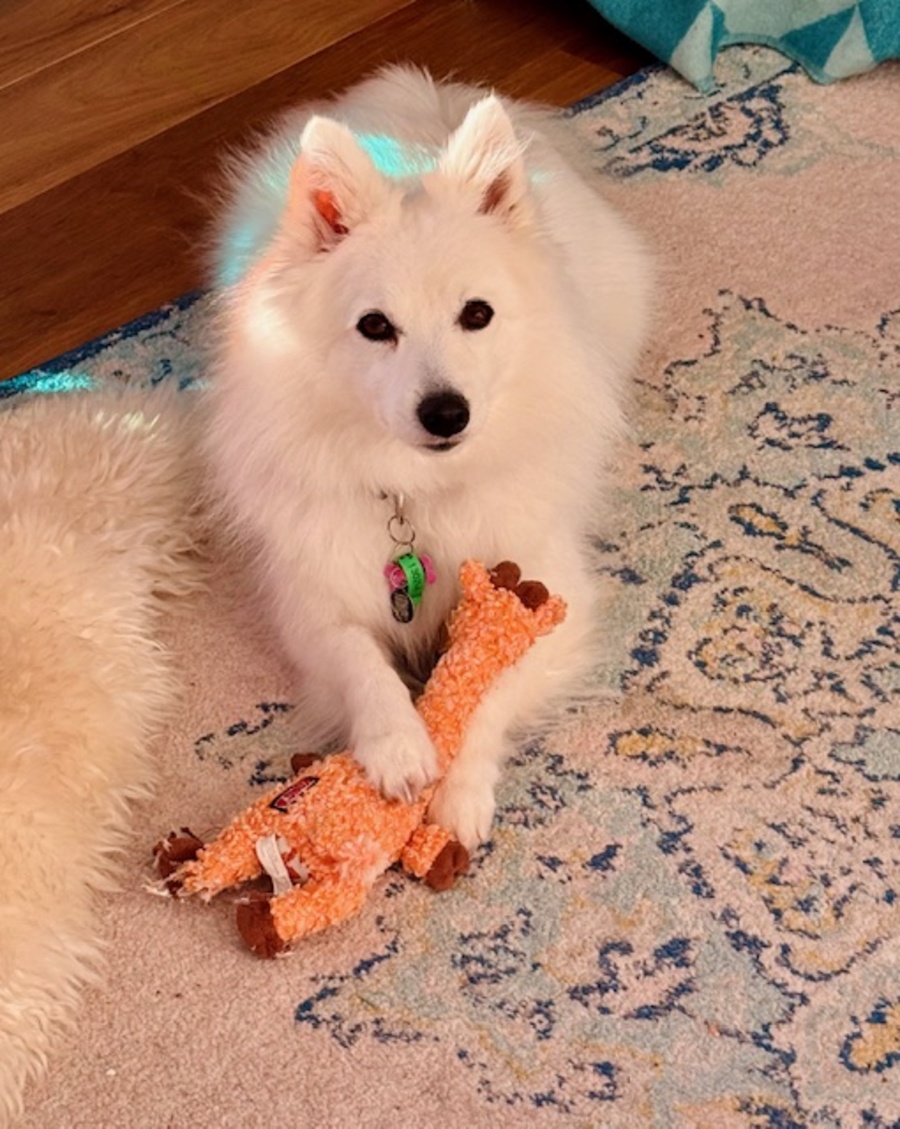 Kiko - Small Female Japanese Spitz Dog in VIC - PetRescue