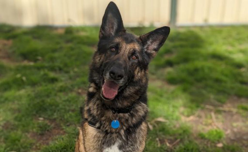 The Lost Dogs' Home Cranbourne - PetRescue