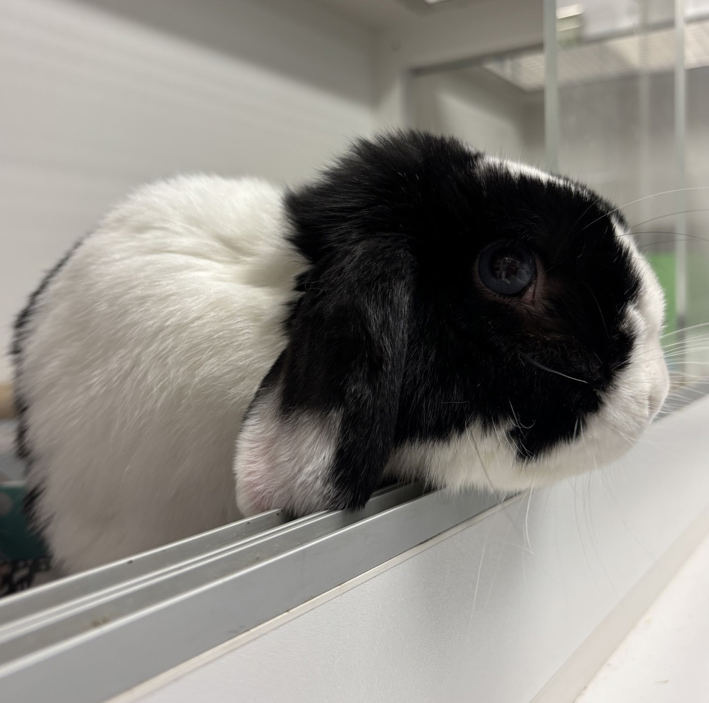 Moo - Male Lop Eared Mix Rabbit in VIC - PetRescue