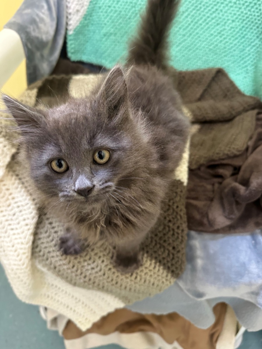 Athol - Male Domestic Long Hair (DLH) Cat in VIC - PetRescue