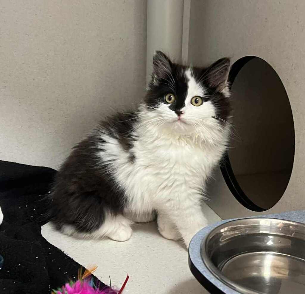 Sassy - Female Domestic Long Hair Mix Cat in QLD - PetRescue