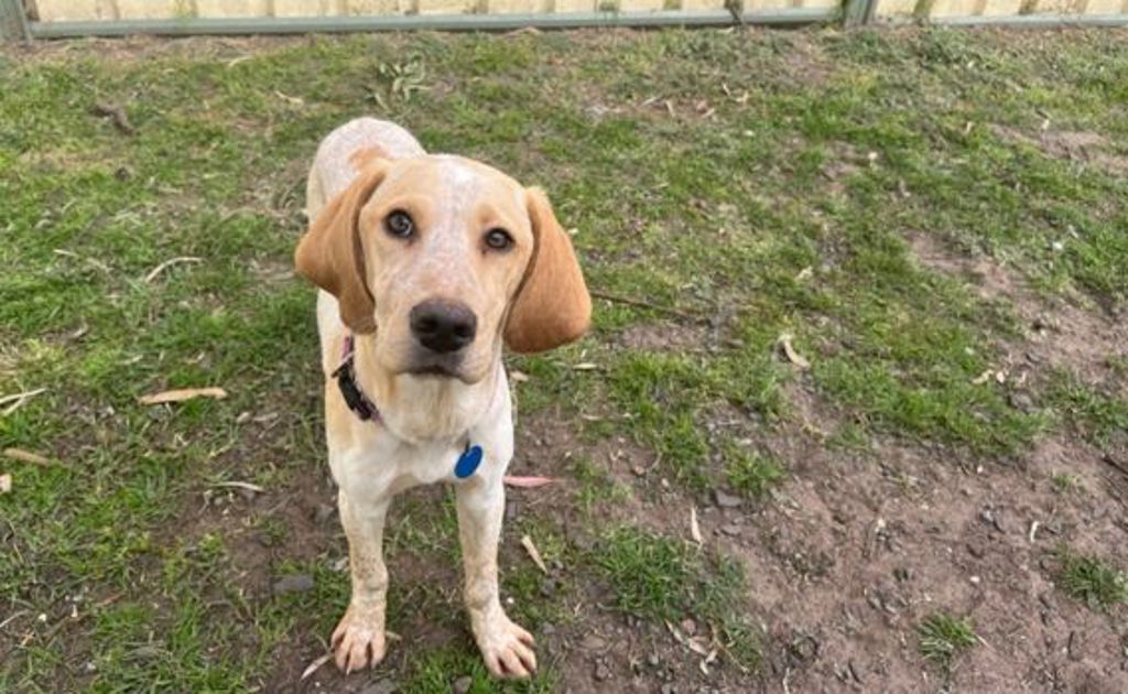 Stanley - Medium Male Beagle x German Shorthaired Pointer Mix Dog in ...