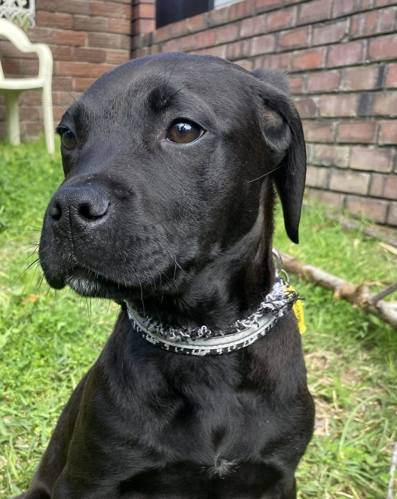 Dashan - Large Male Rottweiler x Mixed breed Mix Dog in WA - PetRescue