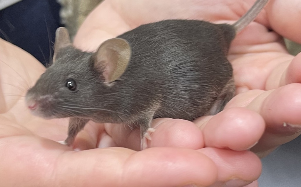 Rosemary - Female Mouse Mix Mouse in QLD - PetRescue