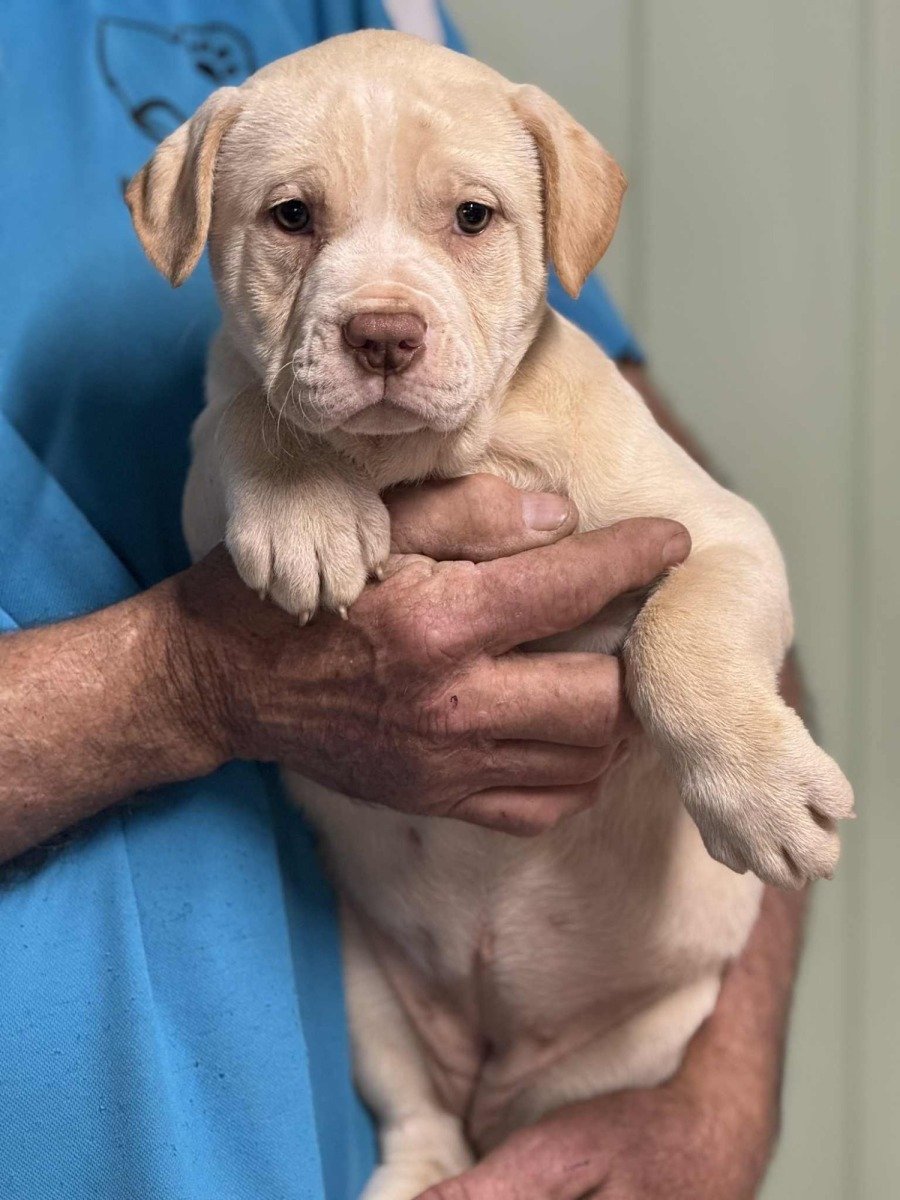 Verity - Medium Female Mixed breed Dog in QLD - PetRescue