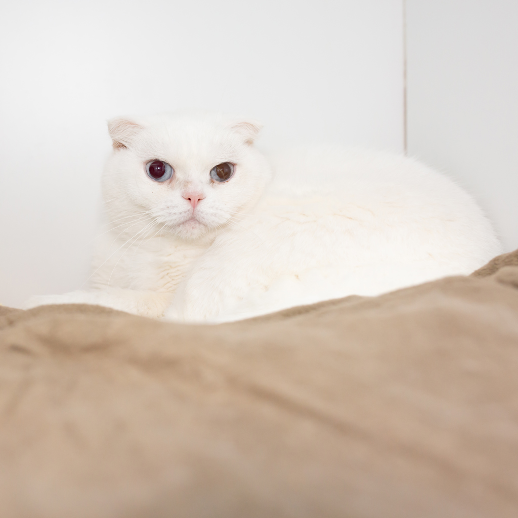Mily - Female Scottish Fold Mix Cat in QLD - PetRescue