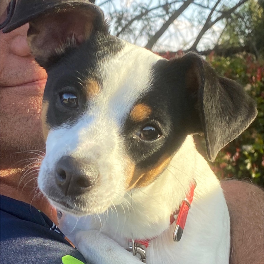 Jayla - Small Female Fox Terrier (Miniature) Dog in QLD - PetRescue