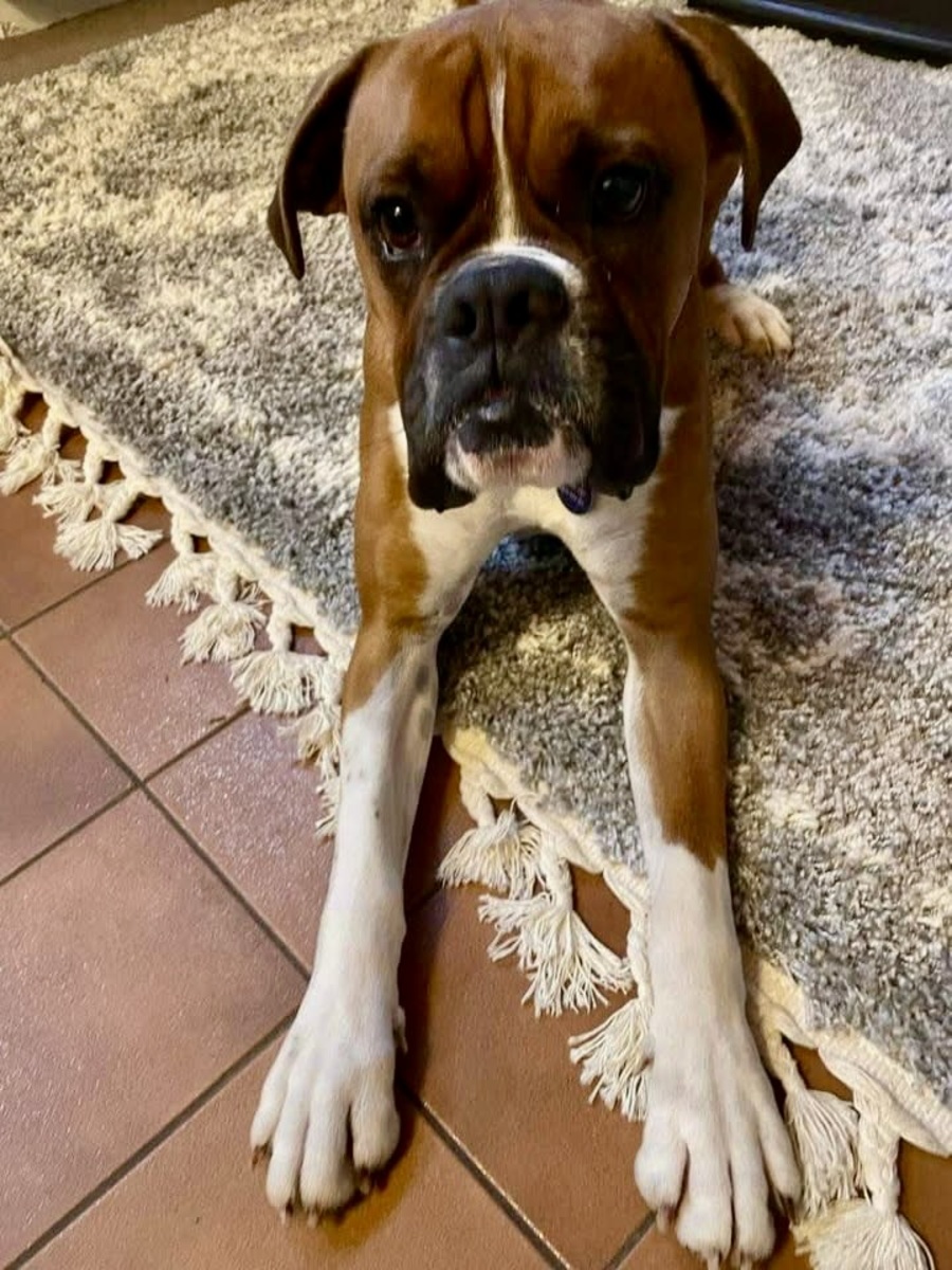 Wally - Medium Male Boxer Dog in VIC - PetRescue