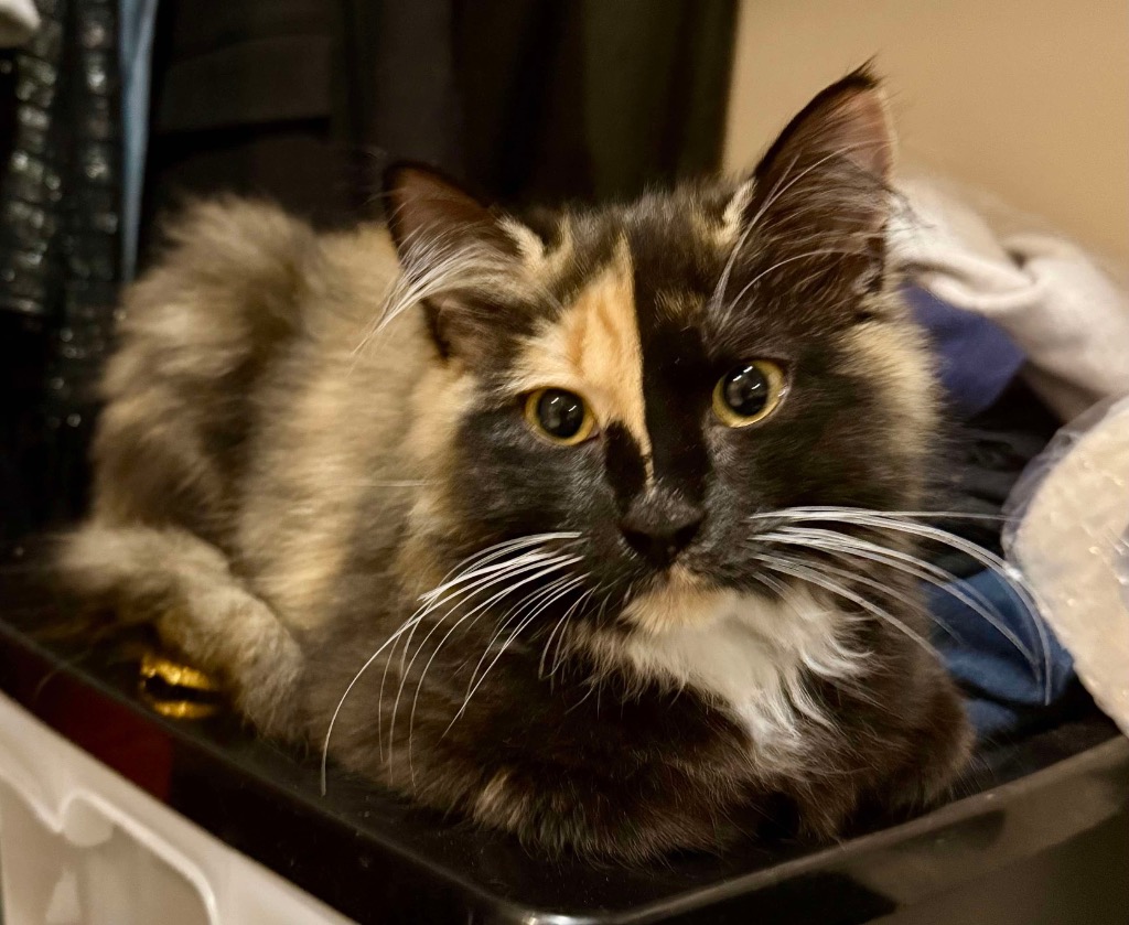 Ombre Six - Female Domestic Long Hair (DLH) Cat in VIC - PetRescue