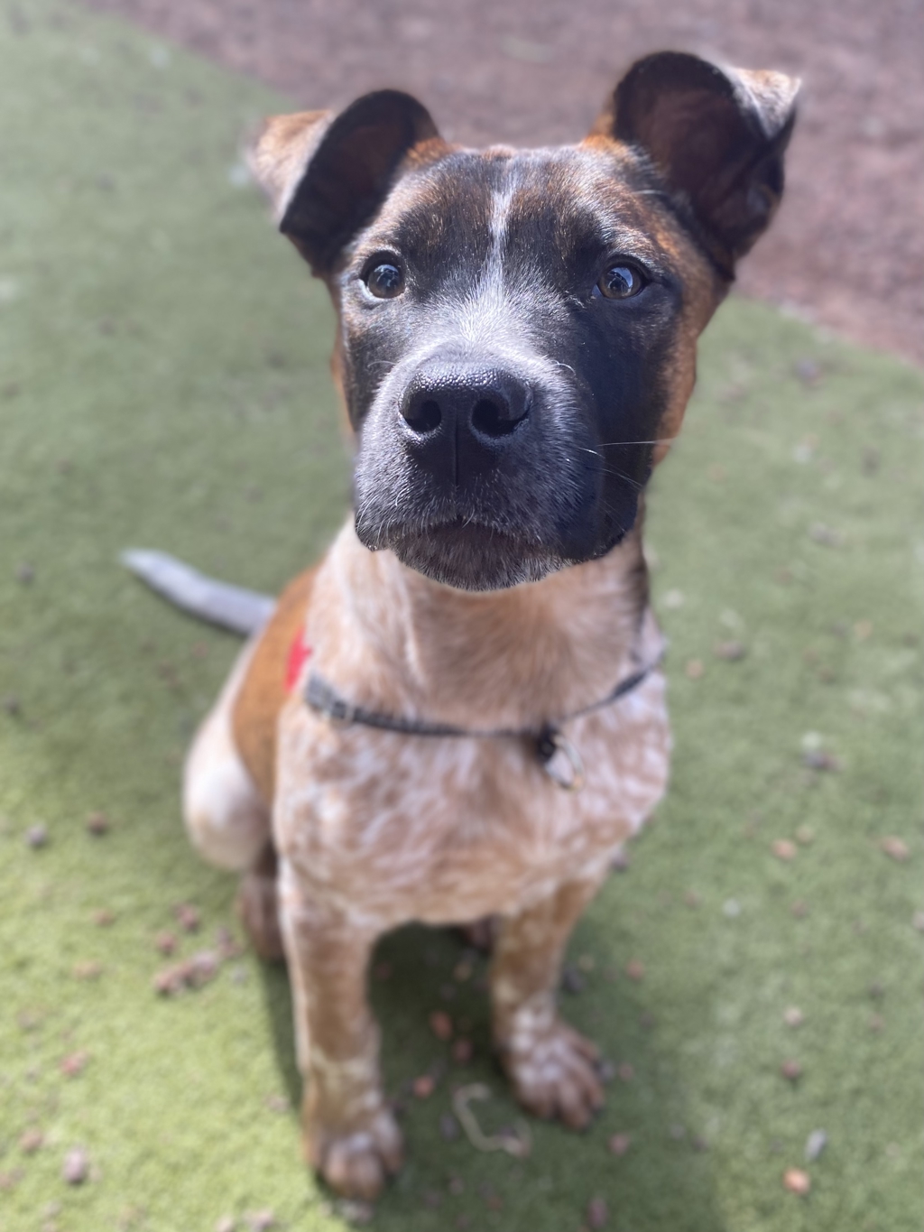 Jafar - Medium Male Heeler x Cane (Italian) Corso Mix Dog in VIC - PetRescue