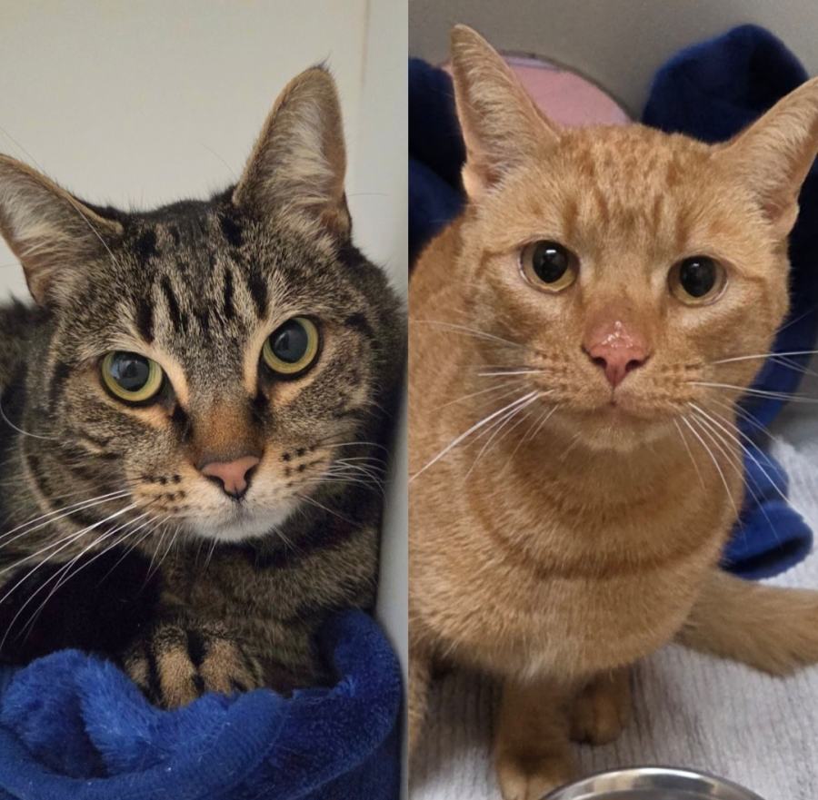 Ginger Ninja Animal Rescue - PetRescue