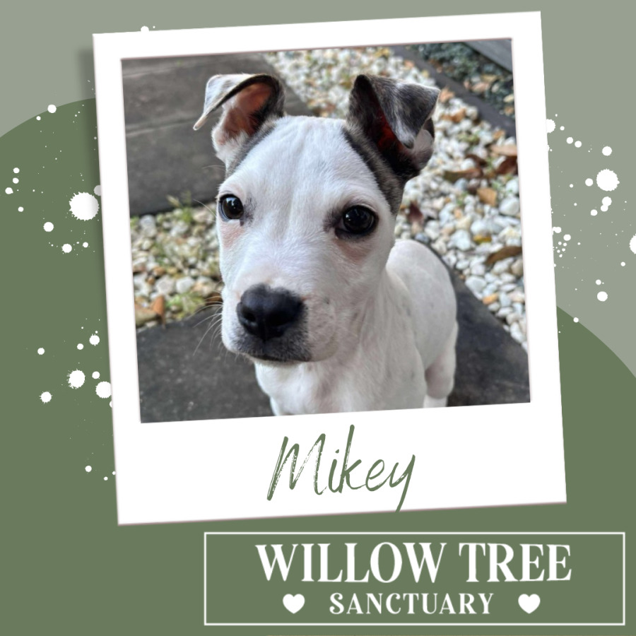 Mikey - Medium Male Staffordshire Bull Terrier Mix Dog in QLD - PetRescue