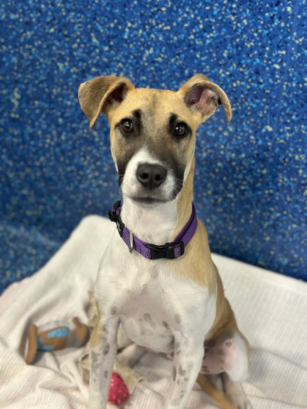 Elsie - Medium Female Bull Arab Mix Dog in QLD - PetRescue