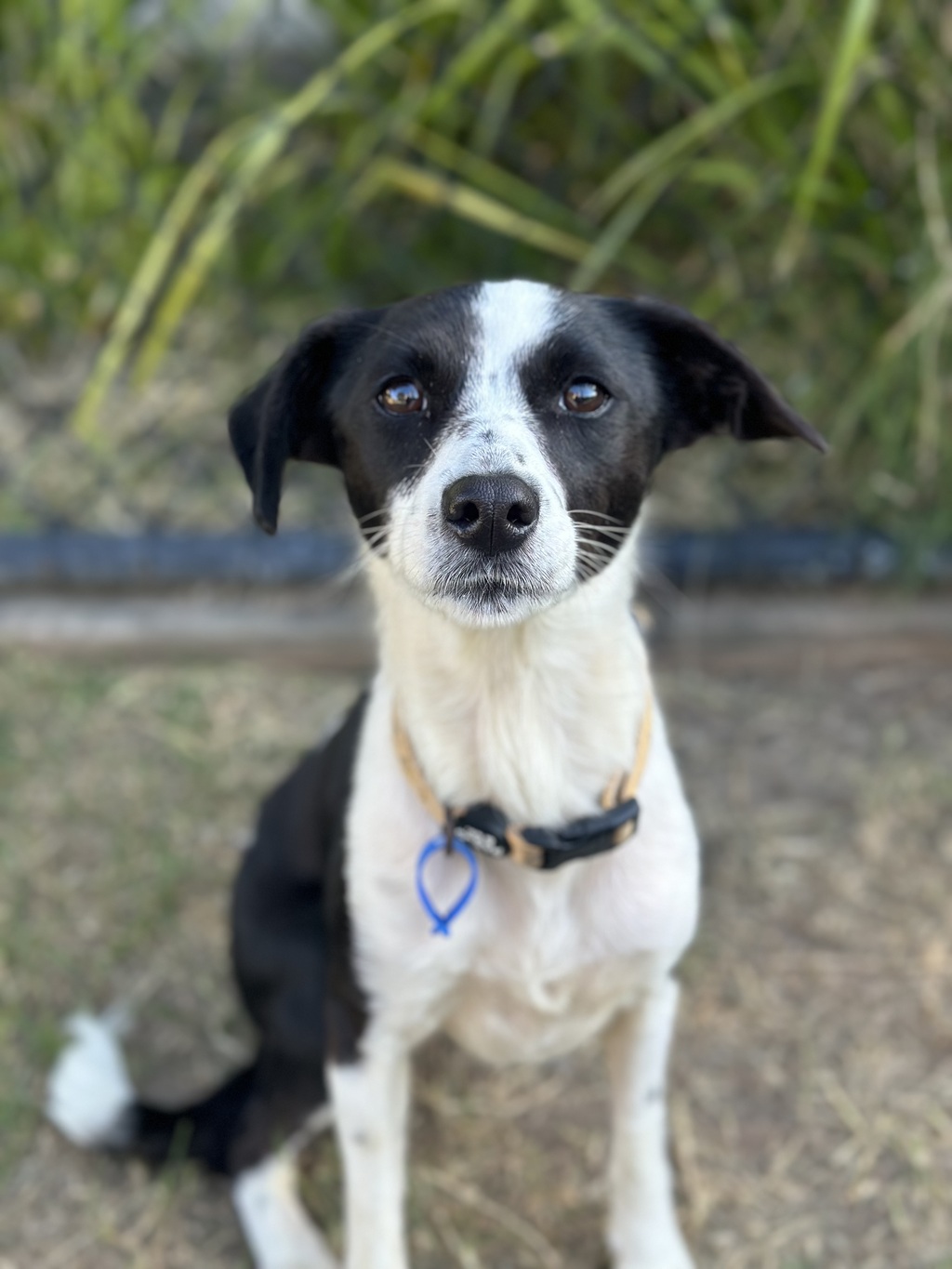 Leesha - Small Female Fox Terrier x Miniature Border Collie Mix Dog in ...