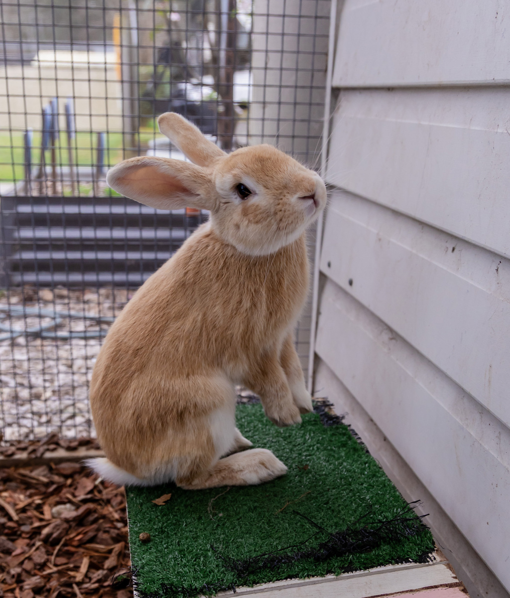 Porridge - Male Rex Mix Rabbit in NSW - PetRescue