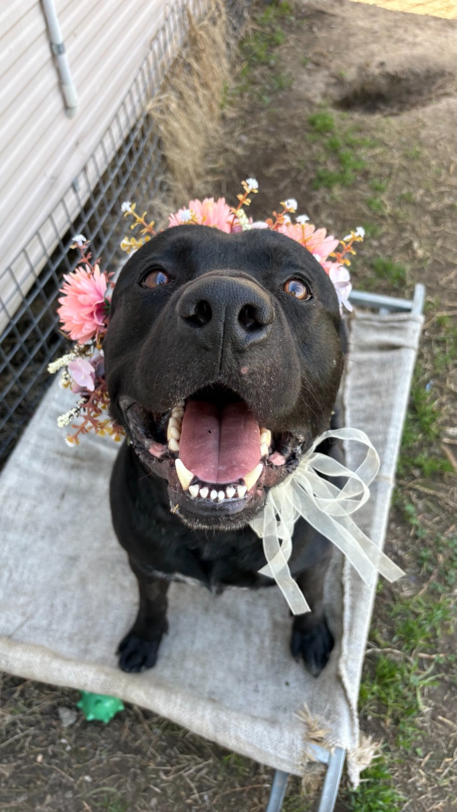 Tucker - Large Male Cane Corso x American Staffordshire Terrier Mix Dog ...