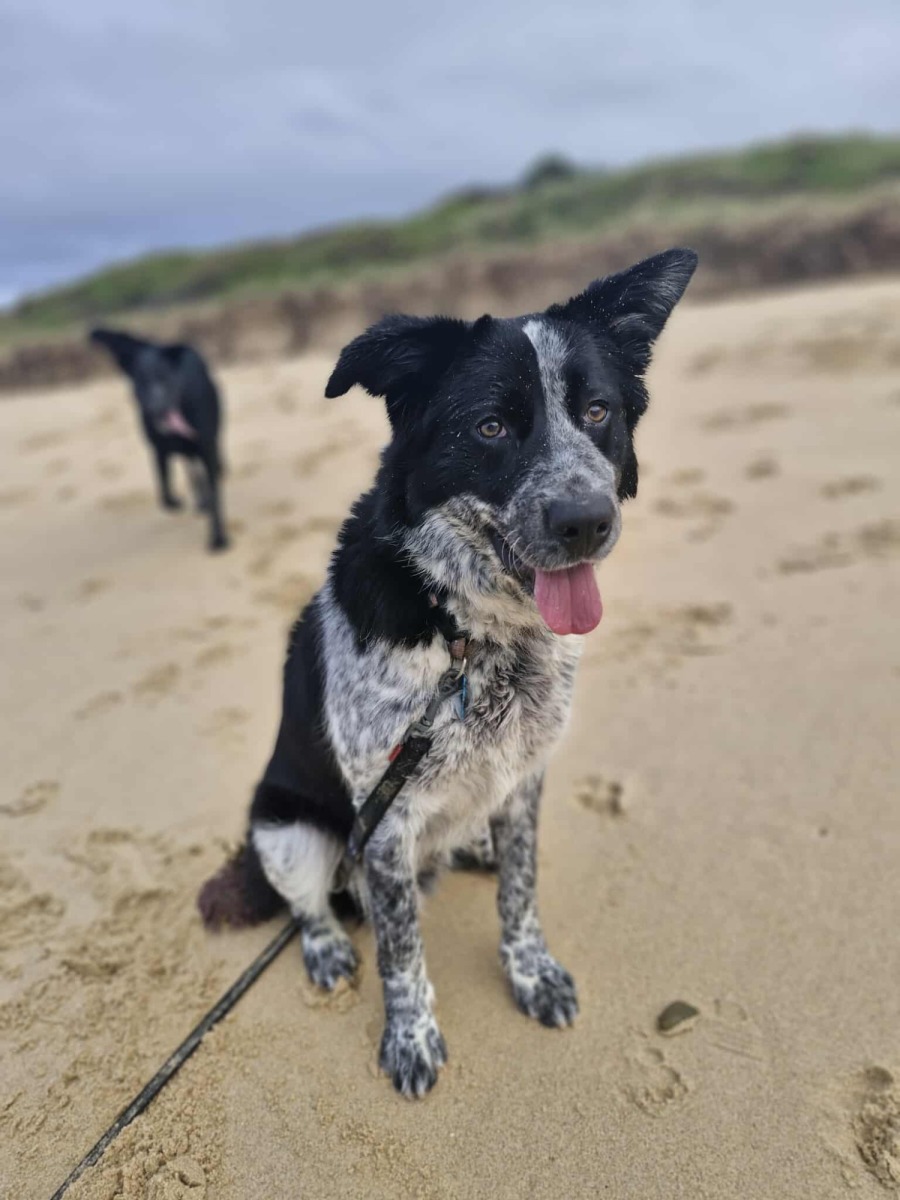 Frankie - Medium Male Australian Cattle Dog Mix Dog in NSW - PetRescue