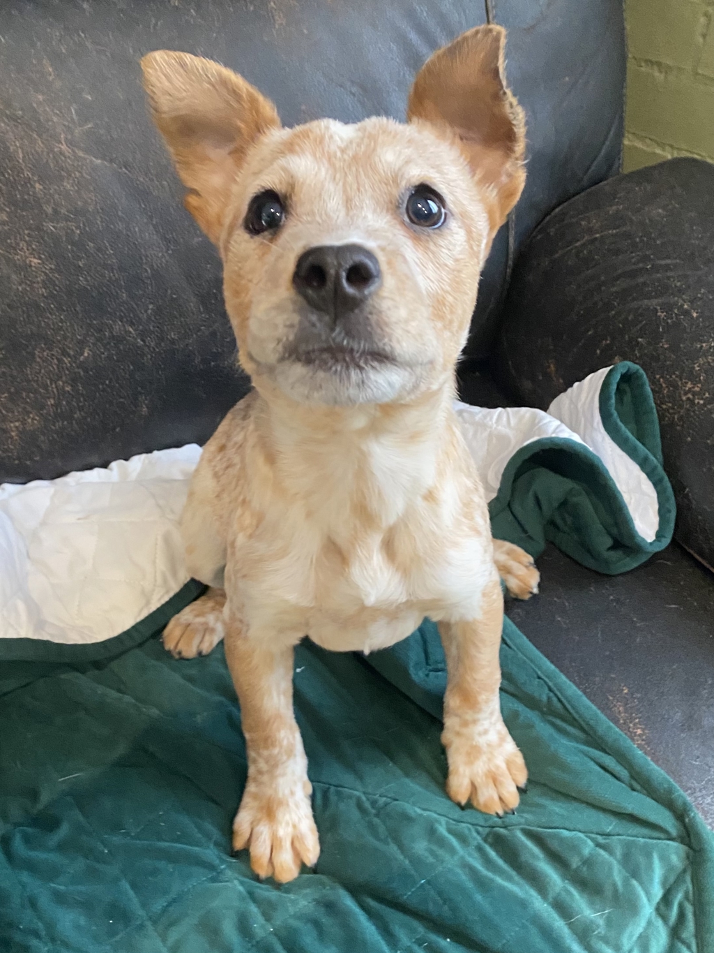 Remus - Small Male American Bulldog x Australian Cattle Dog Mix Dog in ...