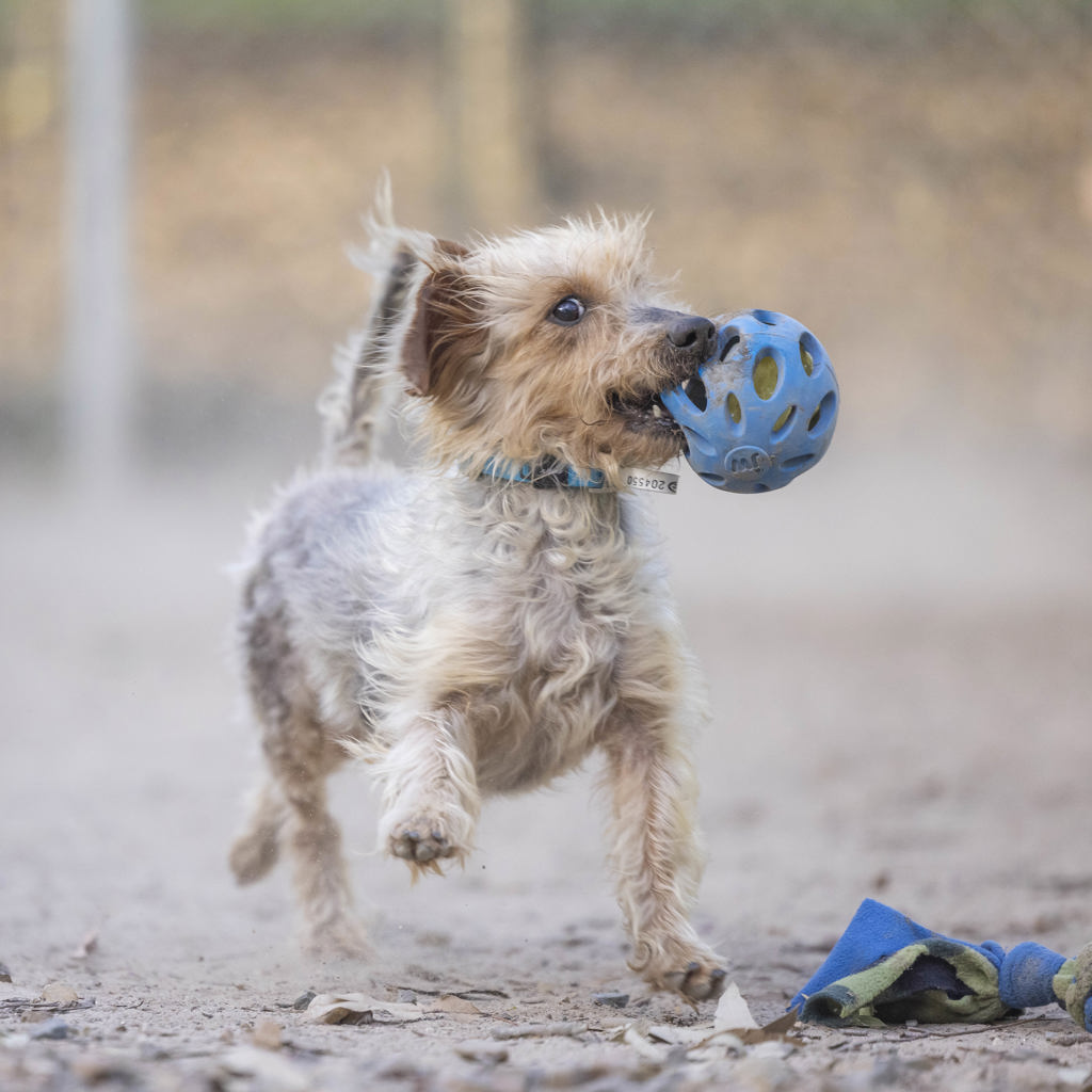 Askari - Medium Female Dachshund x Australian Silky Terrier Mix Dog in QLD - PetRescue