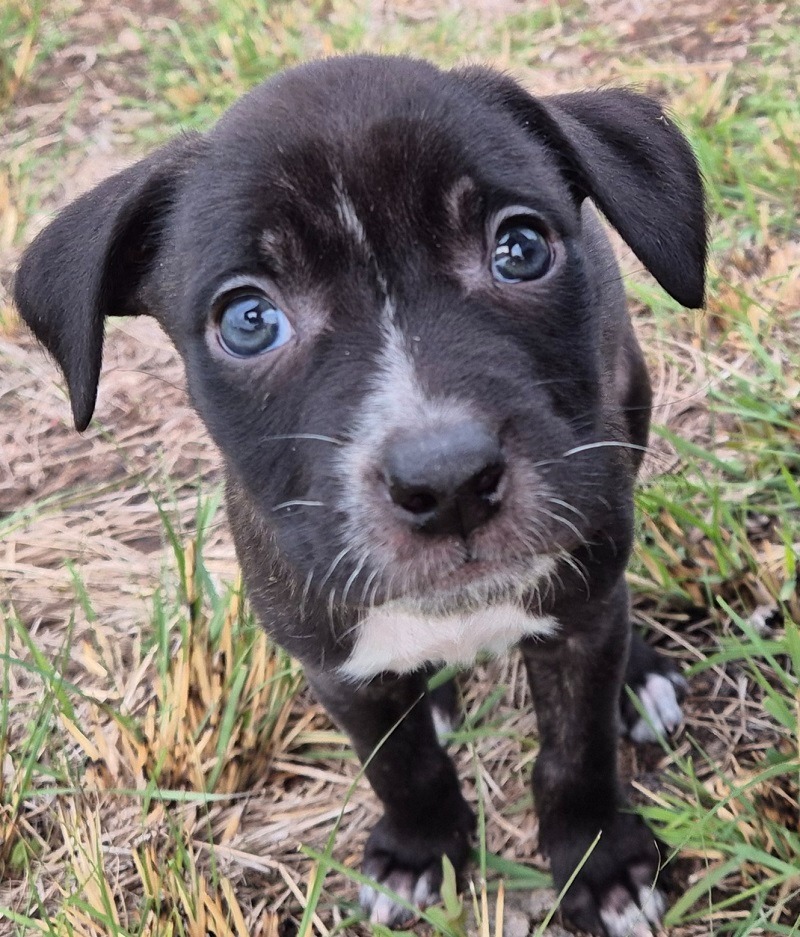 Sadie - Medium Female Mixed breed Mix Dog in WA - PetRescue