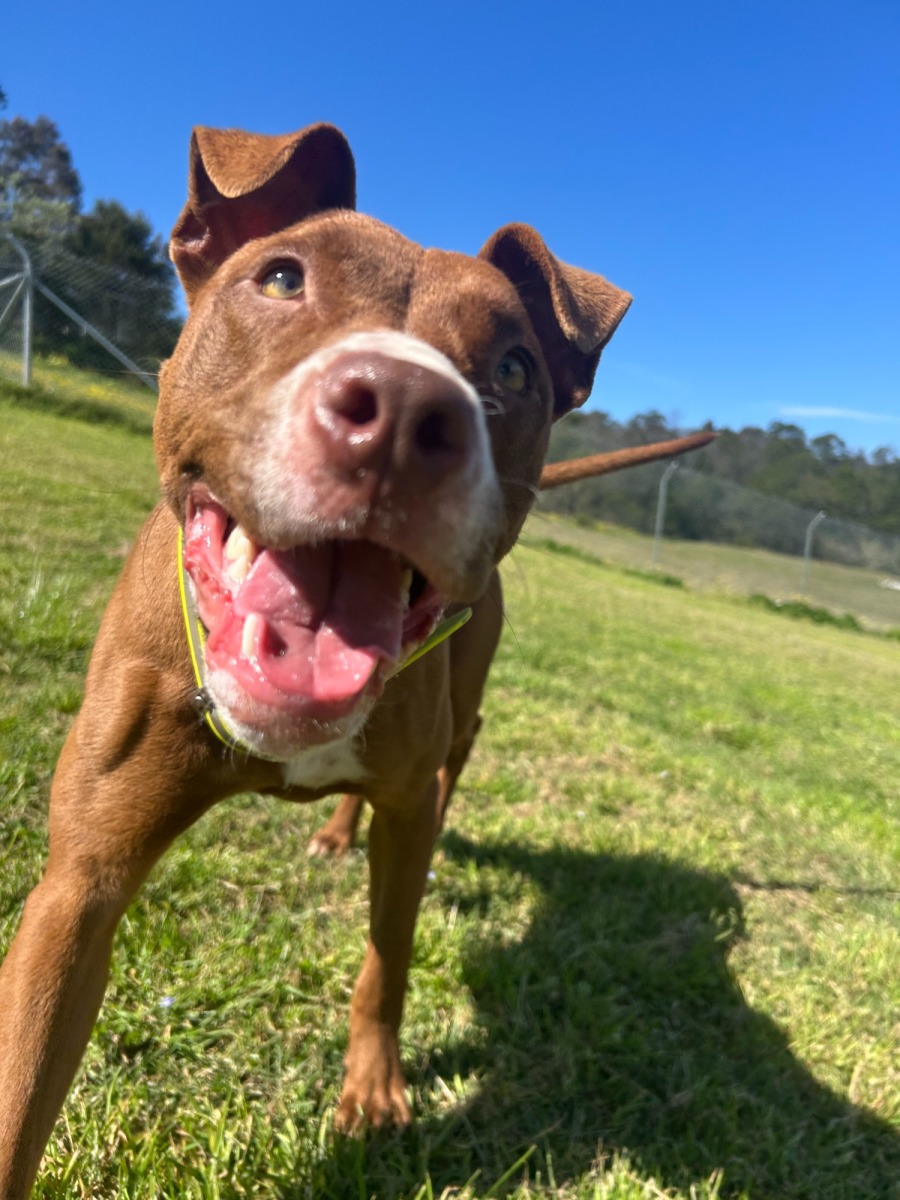 Aries - Medium Female American Staffordshire Terrier Dog in NSW - PetRescue