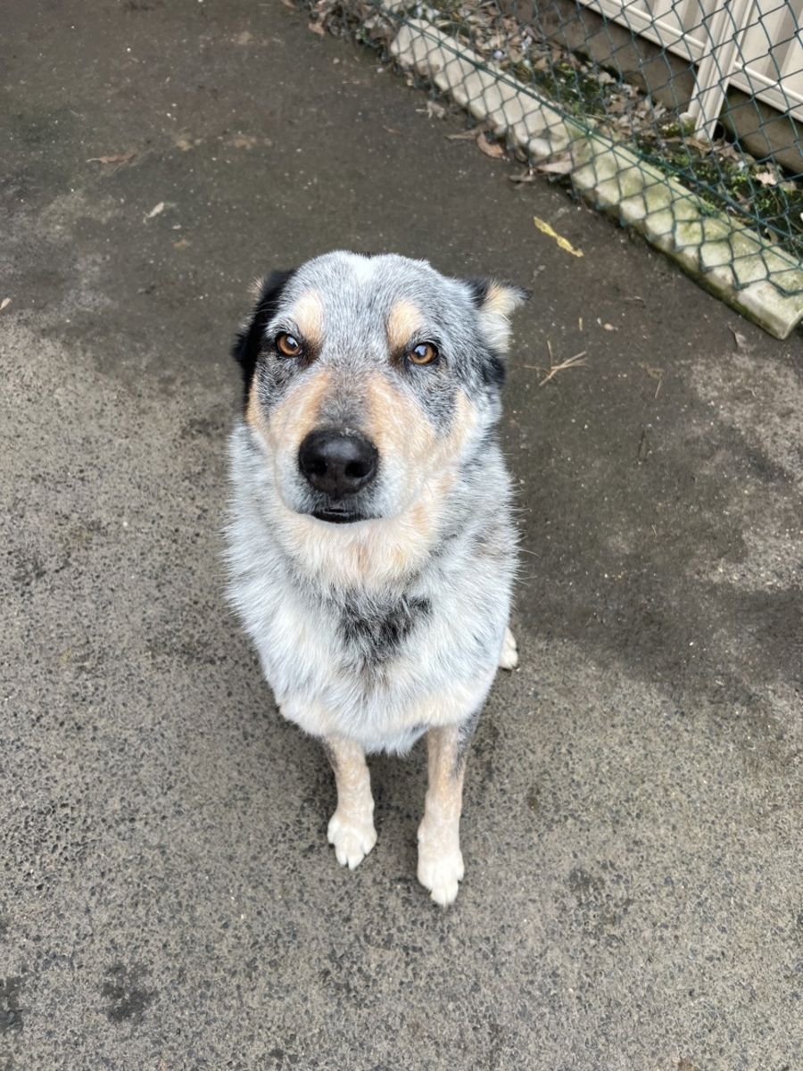 Brodi - Medium Male Australian Cattle Dog Dog in VIC - PetRescue