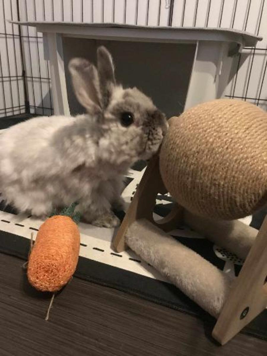 Donny - Male Cashmere Lop Rabbit in VIC - PetRescue