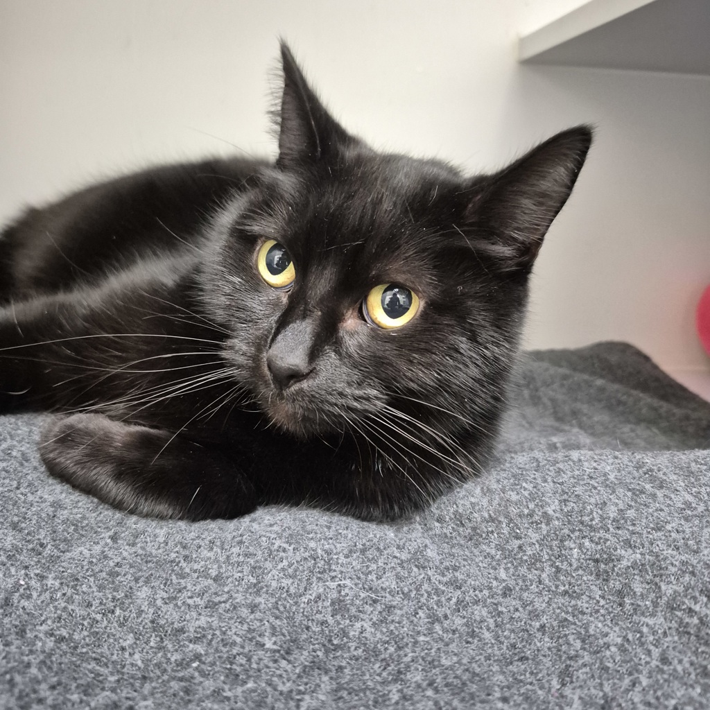 Dimmy - Female Domestic Short Hair Mix Cat in VIC - PetRescue