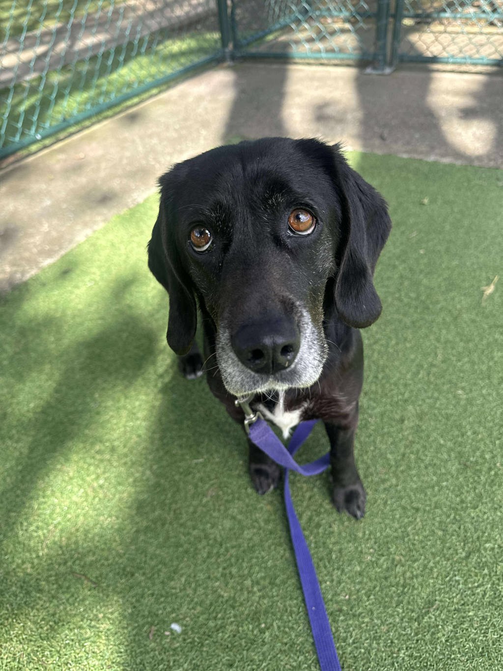 Janis - Medium Female Beagle x Labrador Mix Dog in NSW - PetRescue