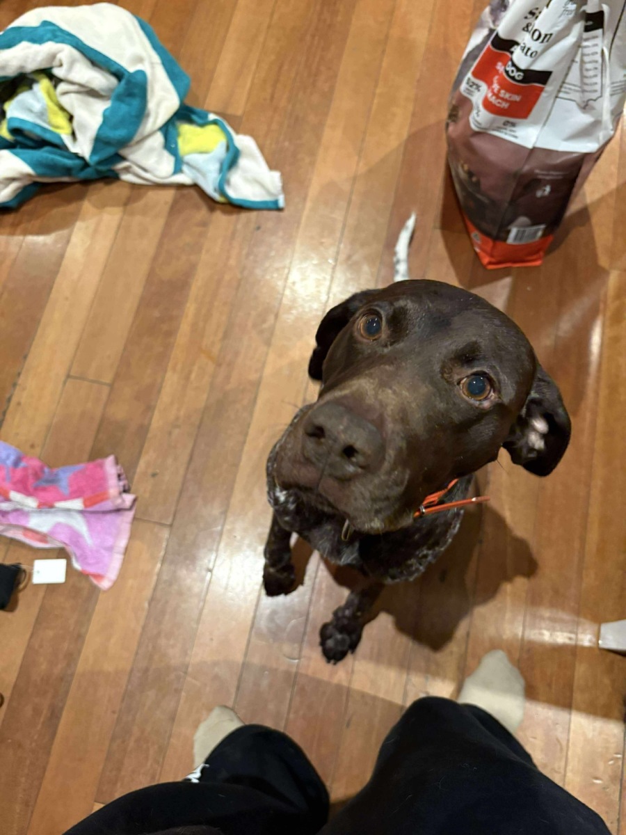Cinnamon - Medium Male German Shorthaired Pointer Dog in VIC - PetRescue