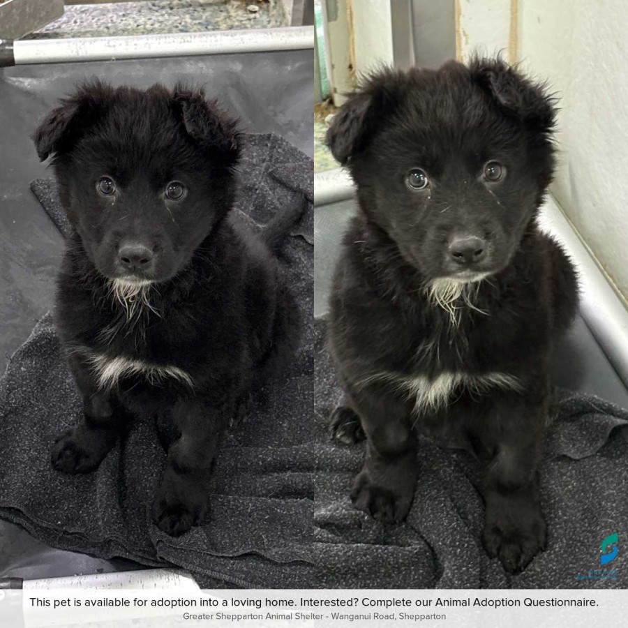 Aries - Large Male German Shepherd Dog x Staffordshire Bull Terrier Dog in VIC - PetRescue